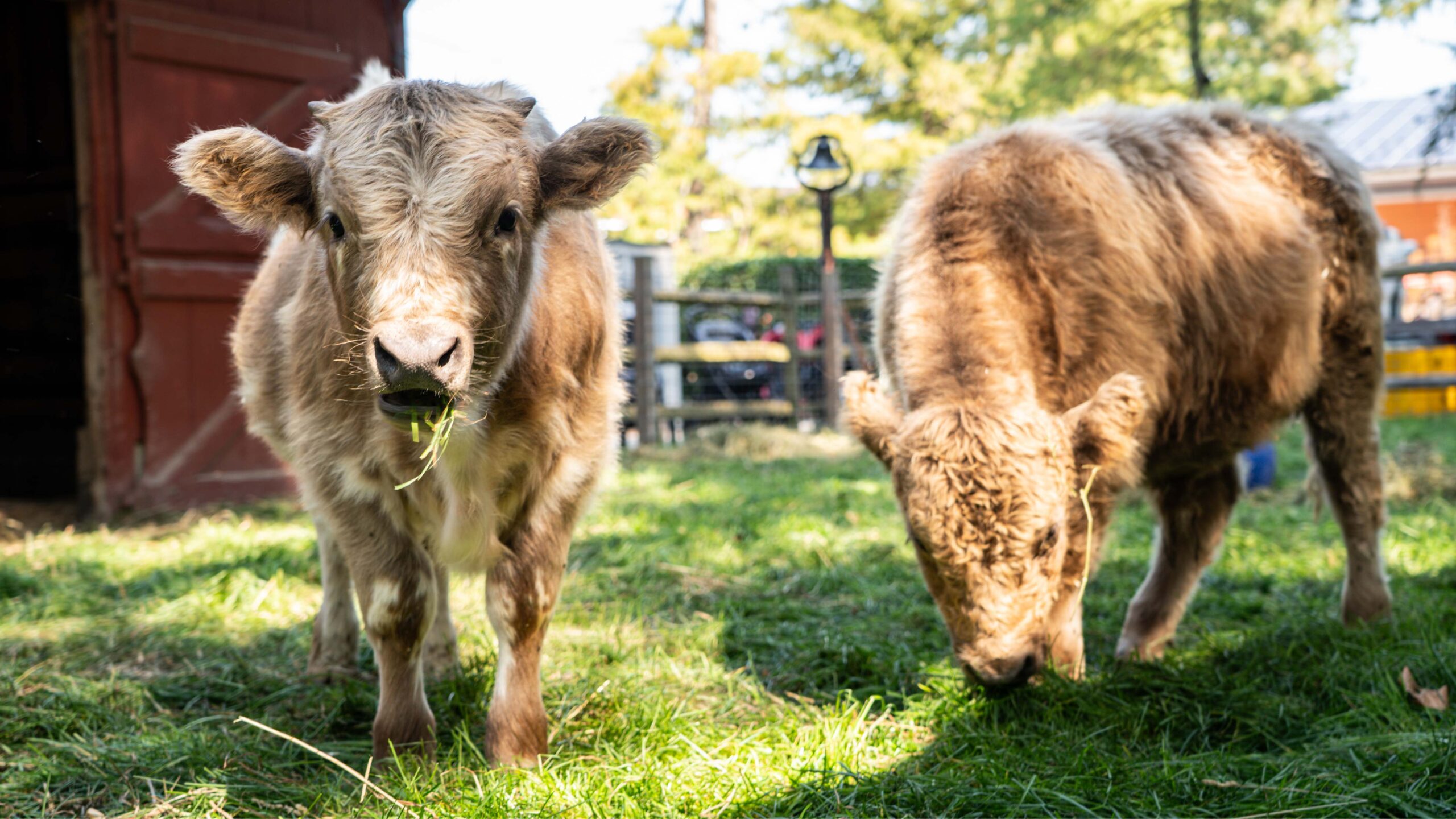 Miniature Highland Cows - Elmwood Park Zoo