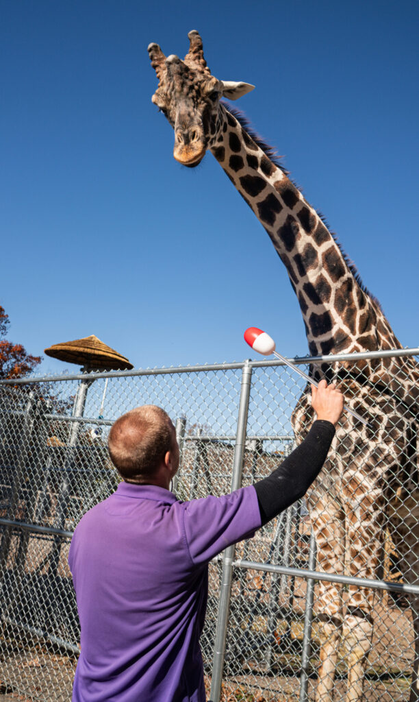 ZOO VIEWS: Mokolo’s Next Adventure | Elmwood Park Zoo