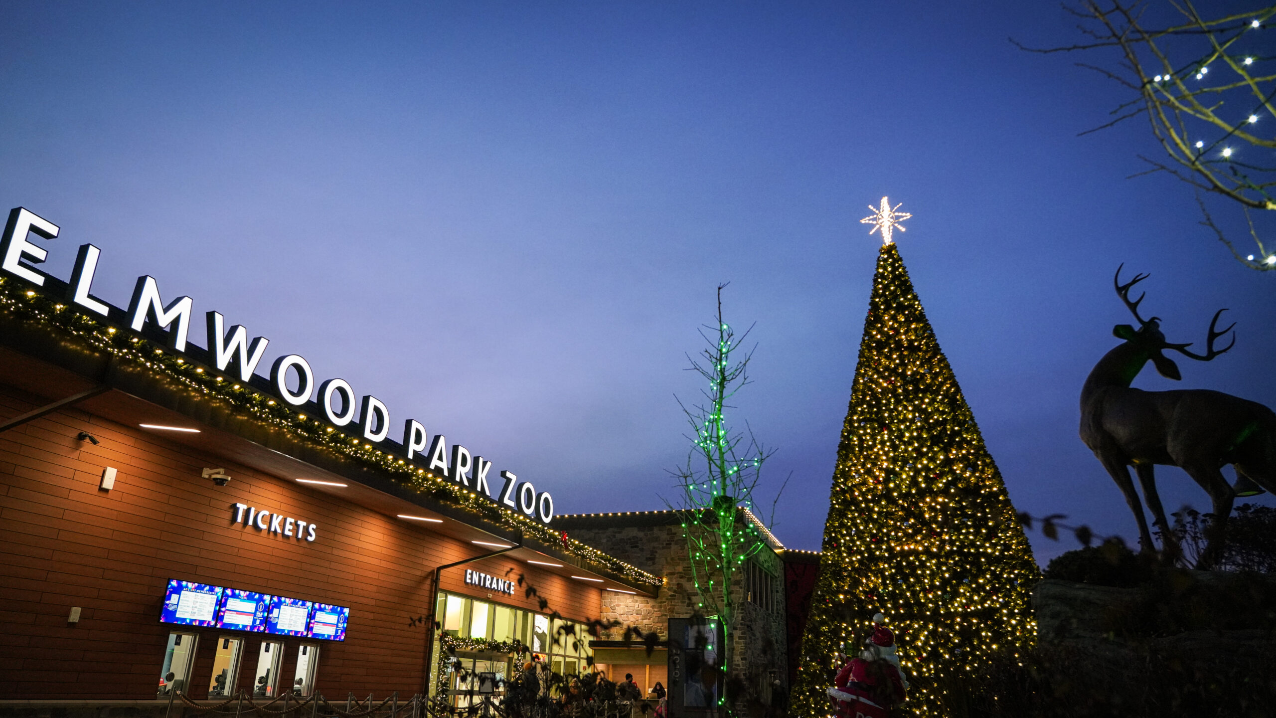 Elmwood Park Zoo’s Wild Lights Returns — Brighter, Bigger, and More ...